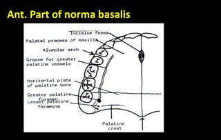 Norma Basalis | PPTX