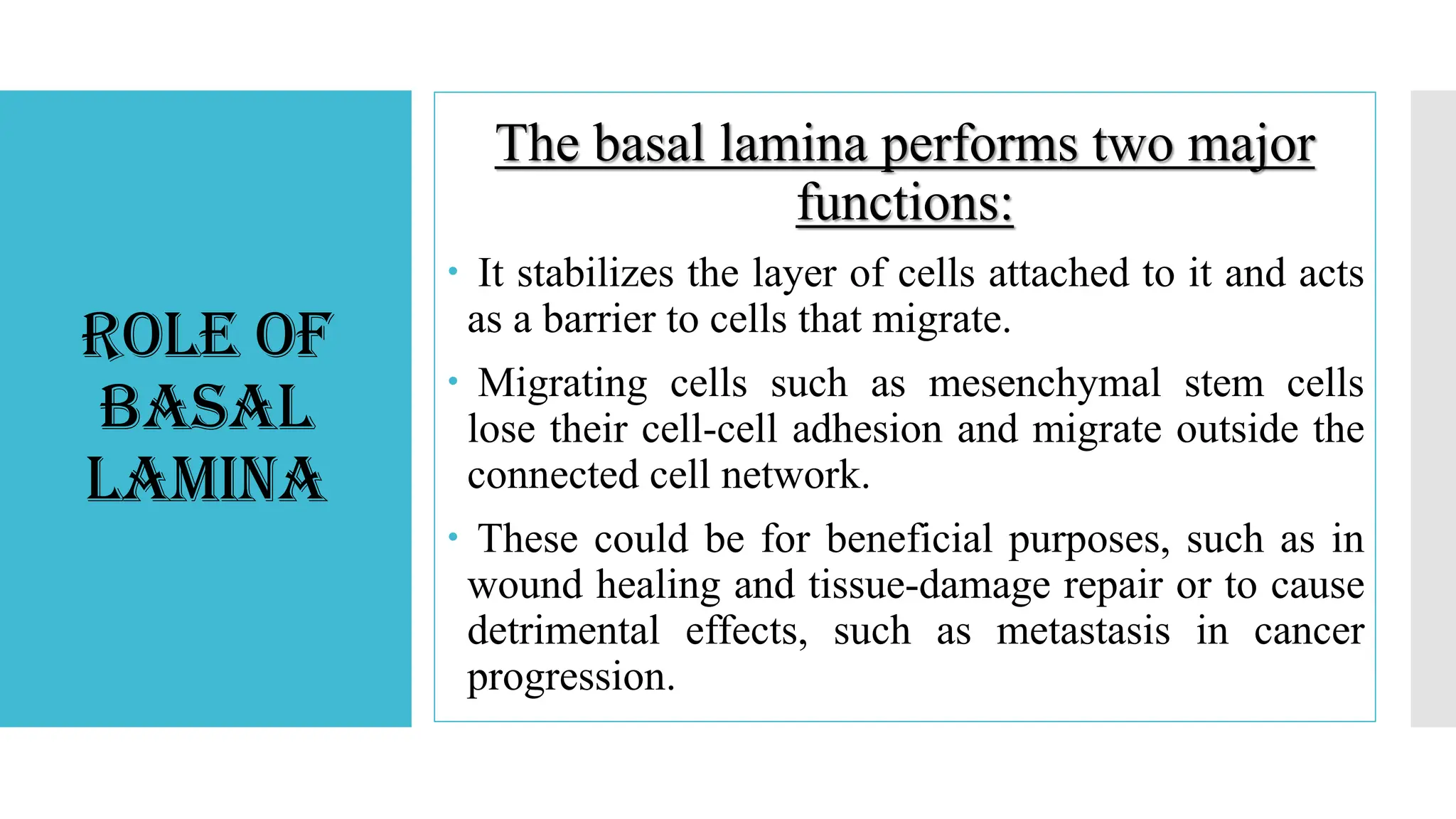 Basal Lamina / Extracellular matrix / Base membrane | PDF