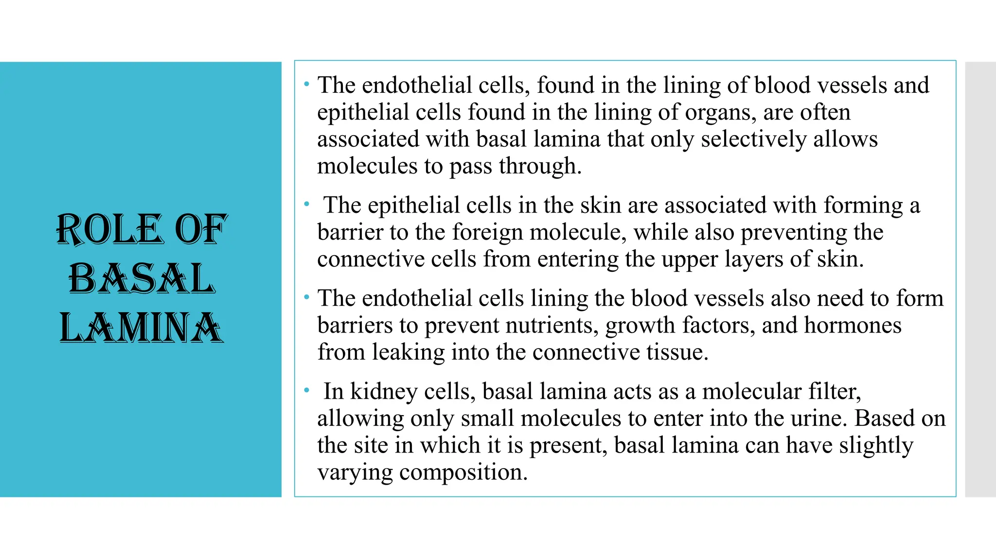 Basal Lamina / Extracellular matrix / Base membrane | PDF