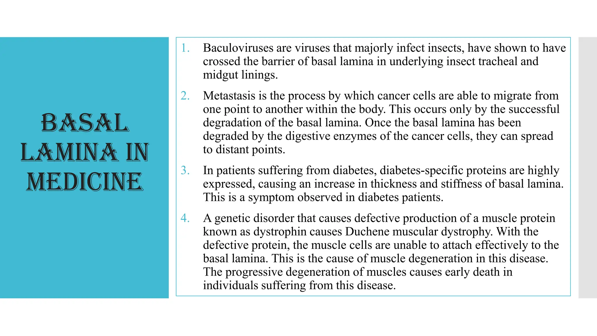 Basal Lamina / Extracellular matrix / Base membrane | PDF