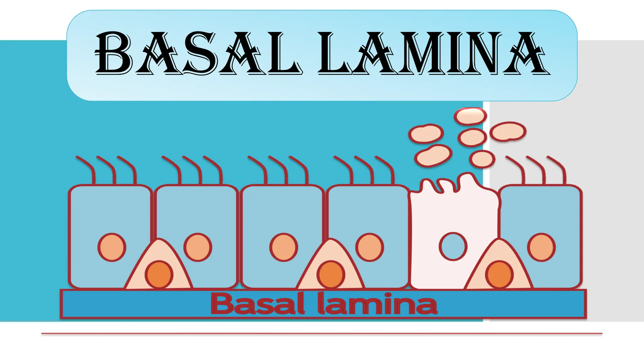 Basal Lamina / Extracellular matrix / Base membrane | PDF