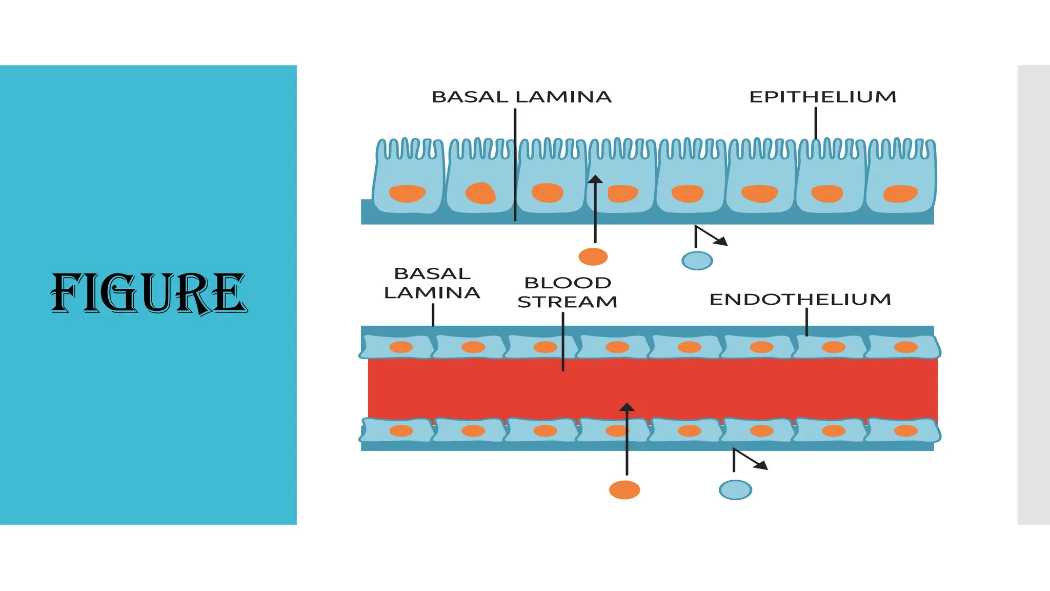 Basal Lamina / Extracellular matrix / Base membrane | PDF
