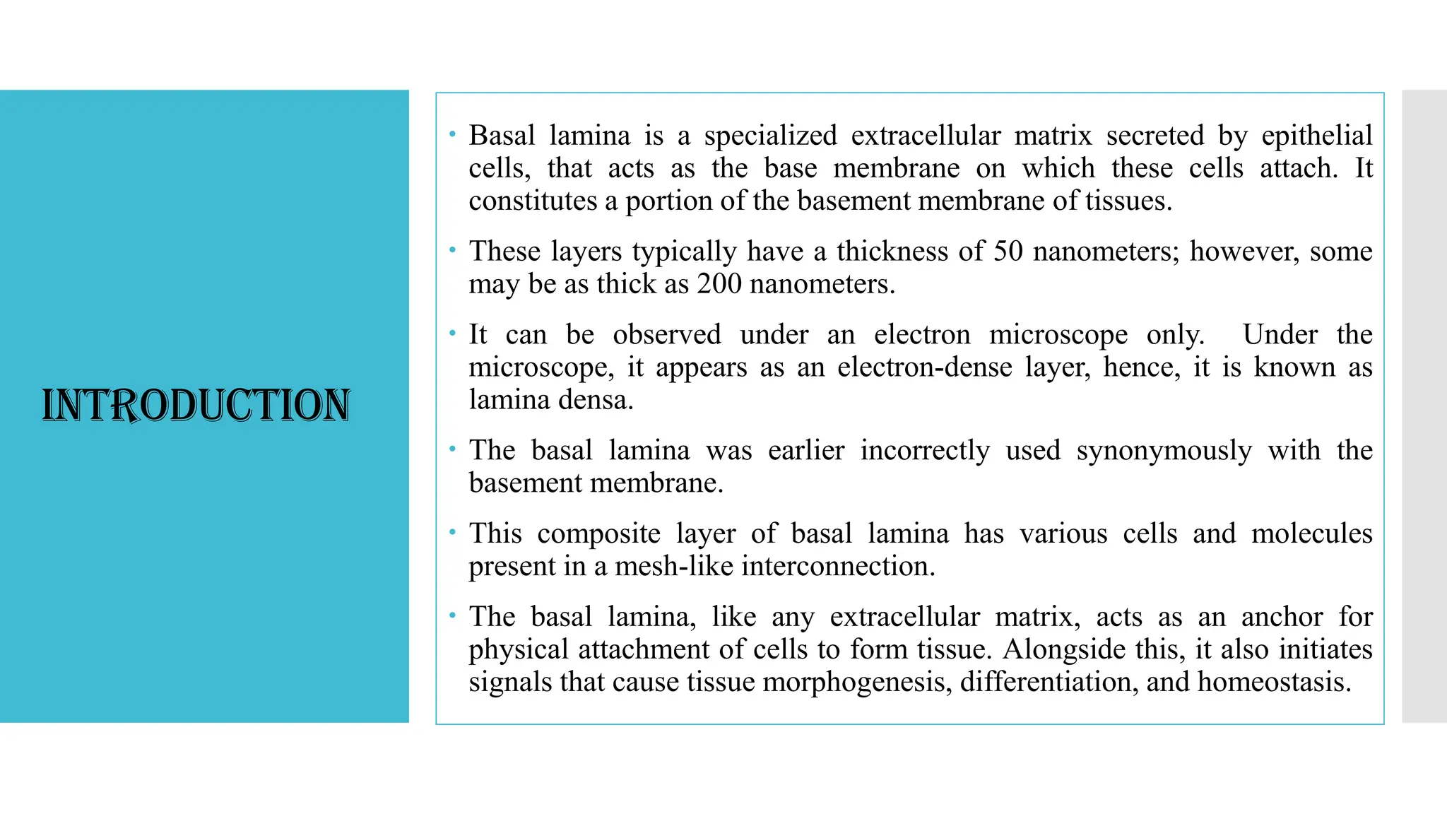 Basal Lamina / Extracellular matrix / Base membrane | PDF