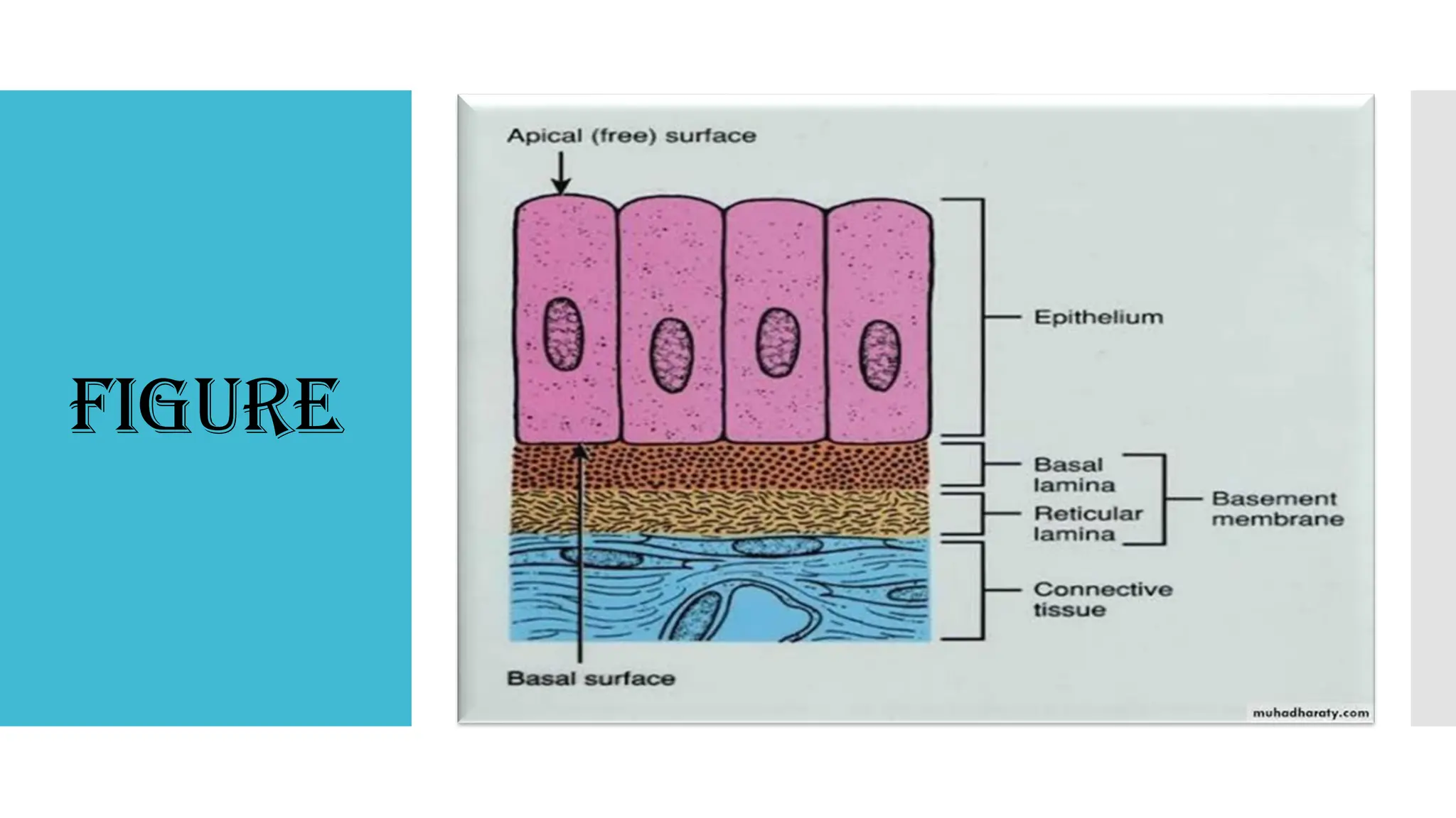 Basal Lamina / Extracellular matrix / Base membrane | PDF
