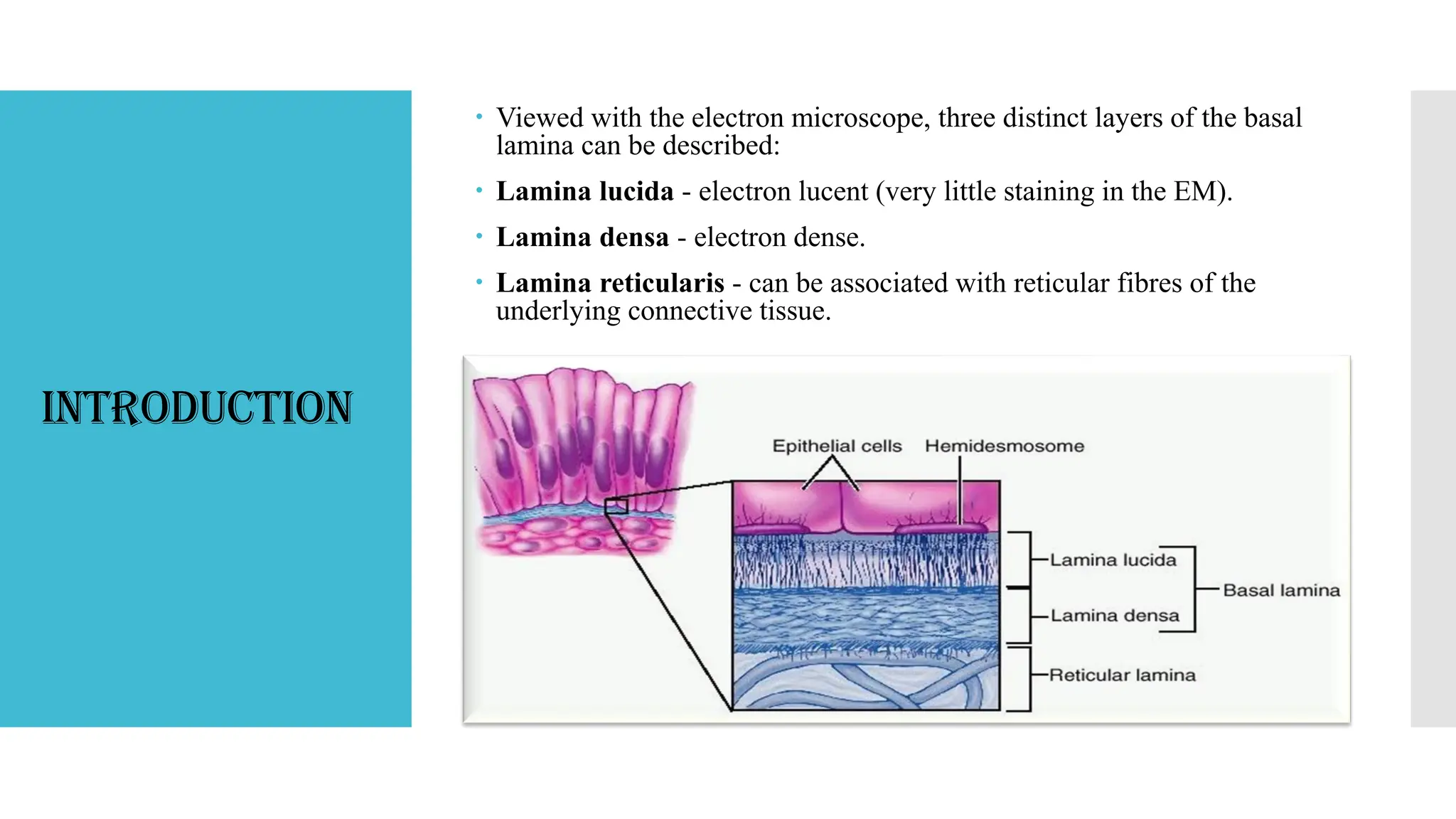 Basal Lamina / Extracellular matrix / Base membrane | PDF