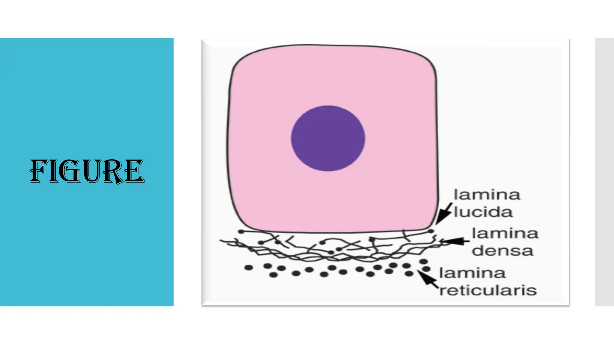 Basal Lamina / Extracellular matrix / Base membrane | PDF