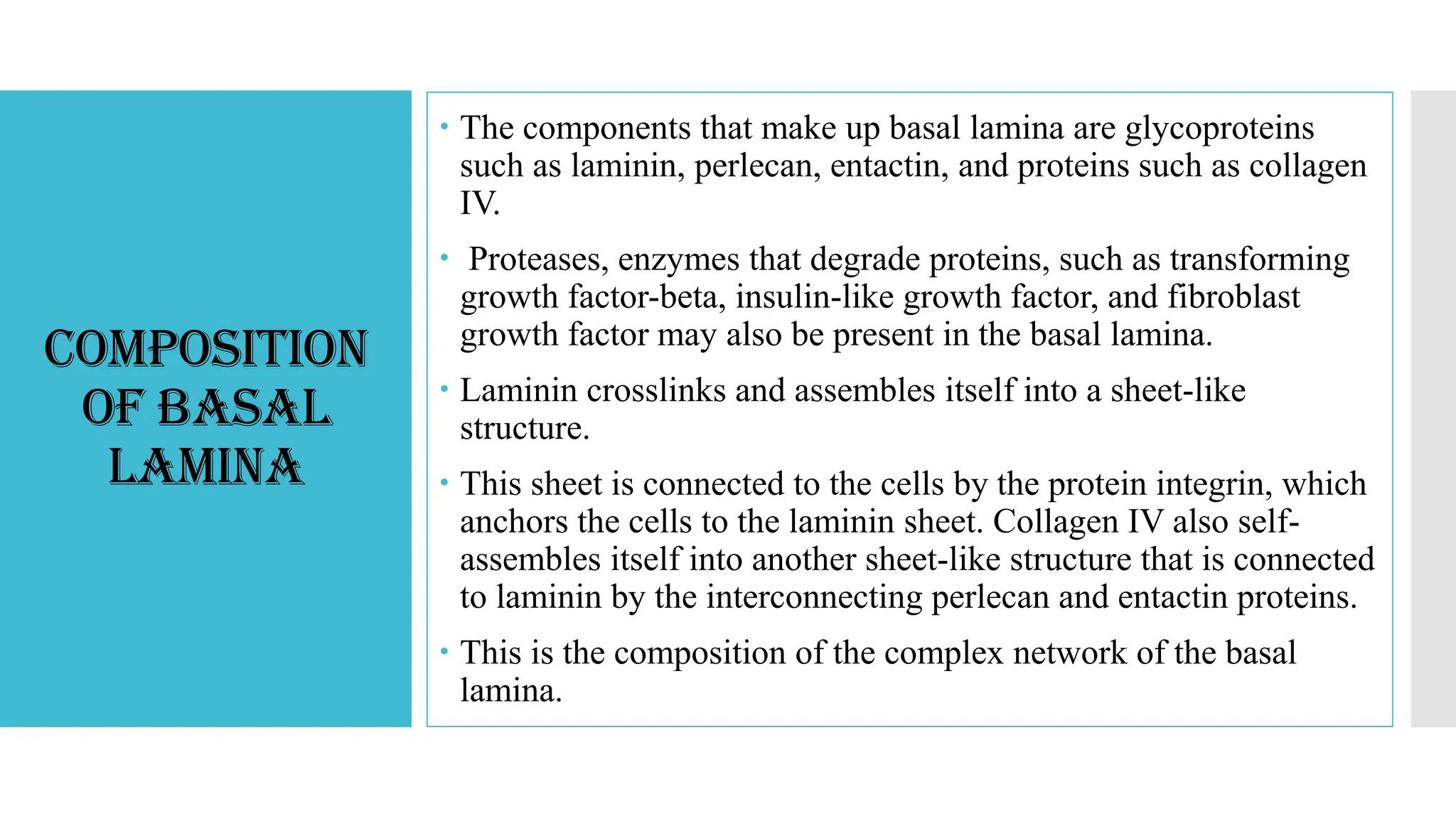 Basal Lamina / Extracellular matrix / Base membrane | PDF