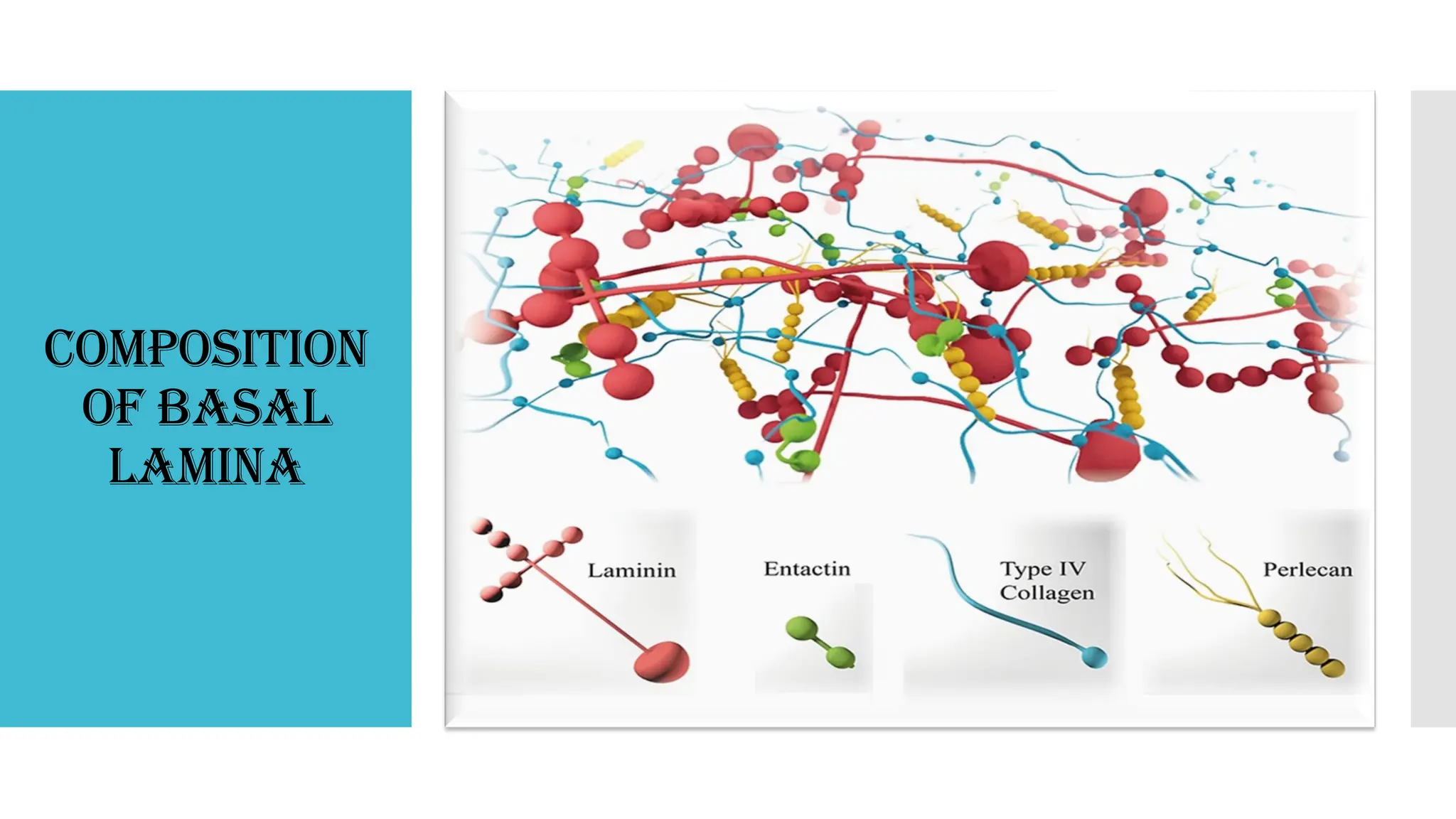 Basal Lamina / Extracellular matrix / Base membrane | PDF