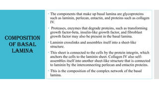 Basal Lamina / Extracellular matrix / Base membrane | PDF