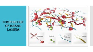 Basal Lamina / Extracellular matrix / Base membrane | PDF