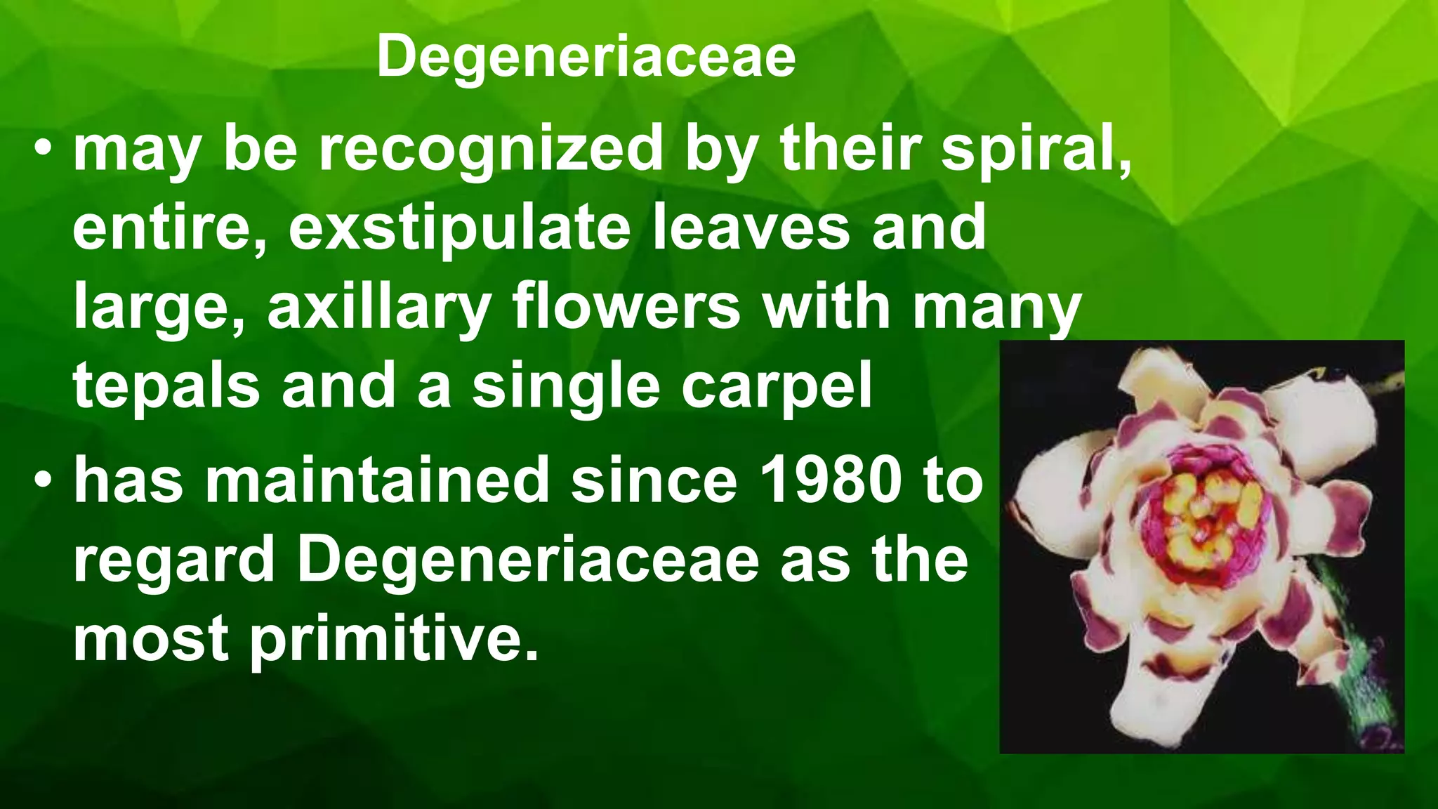 Basal living angiosperms one of the topics in Plant Systemativ | PPTX