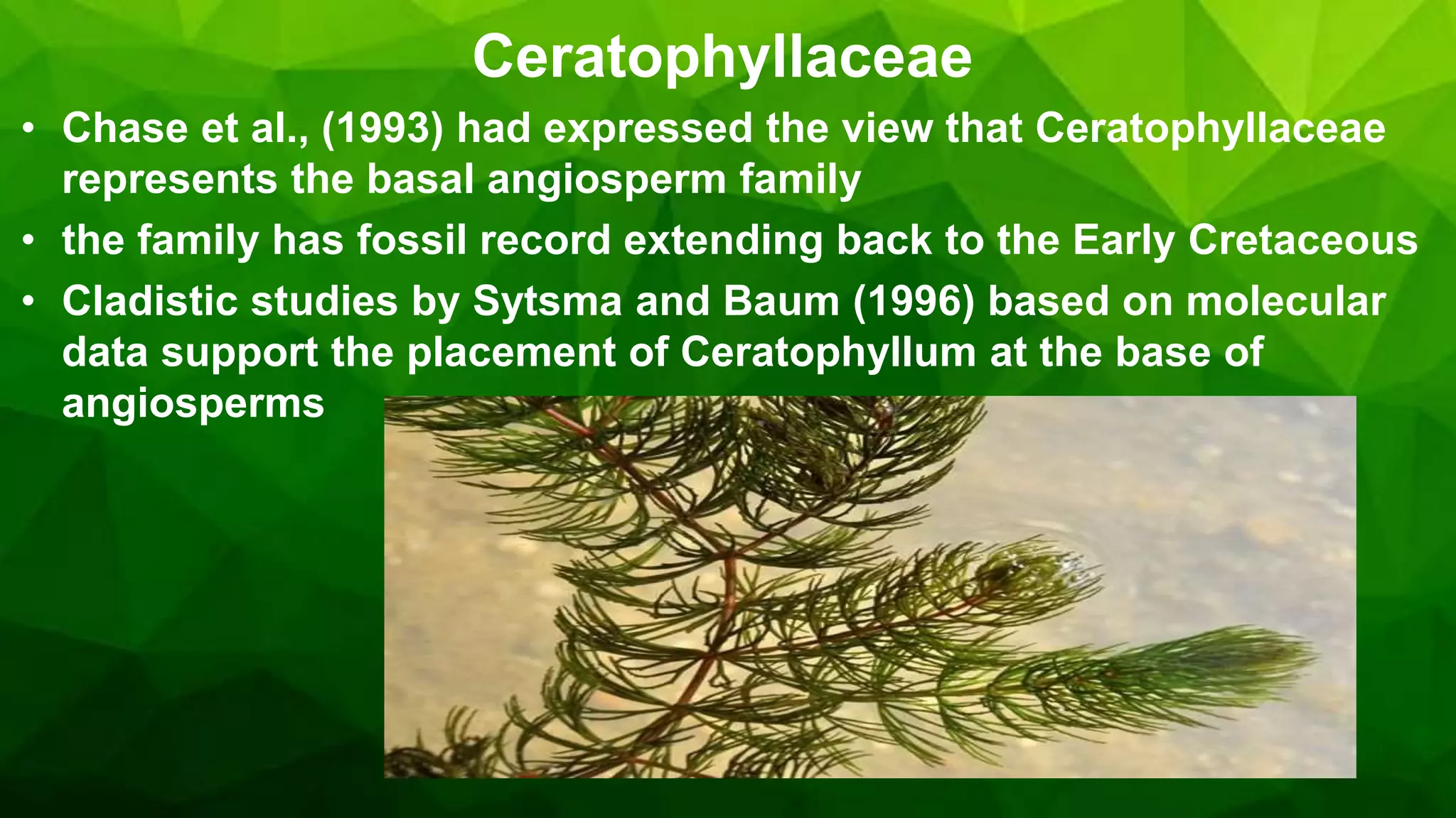 Basal living angiosperms one of the topics in Plant Systemativ | PPTX