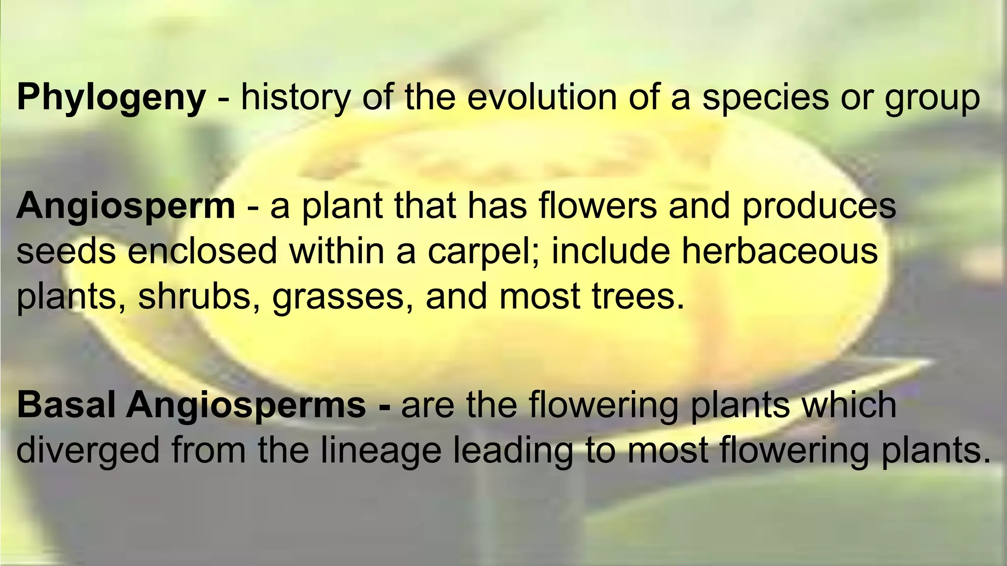 Basal living angiosperms one of the topics in Plant Systemativ | PPTX