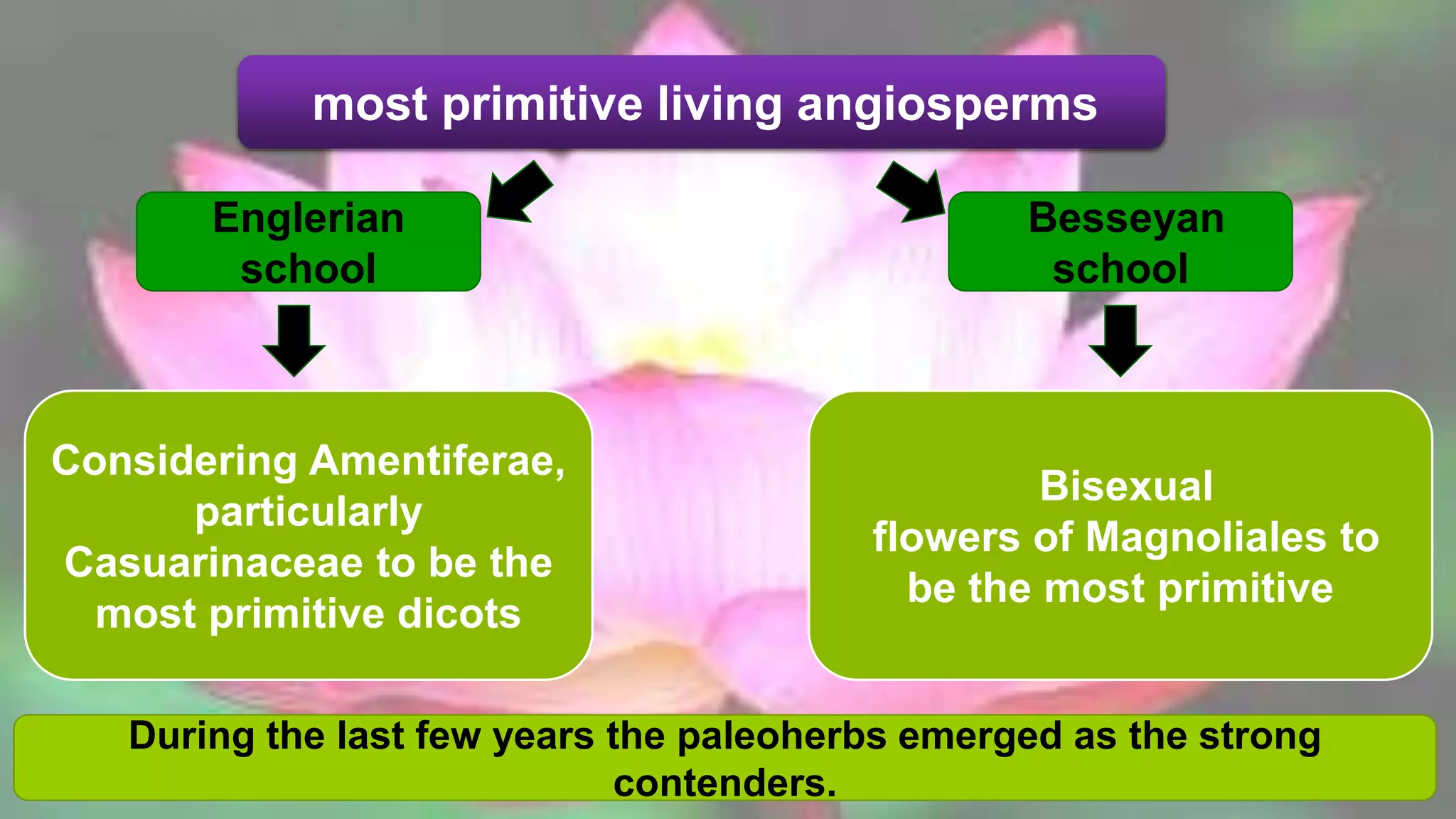 Basal living angiosperms one of the topics in Plant Systemativ | PPTX