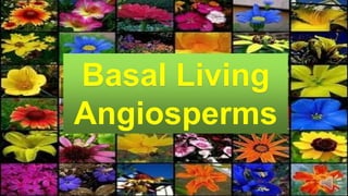 Basal living angiosperms one of the topics in Plant Systemativ | PPTX