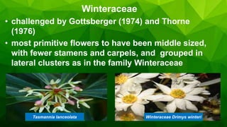 Basal living angiosperms one of the topics in Plant Systemativ | PPTX