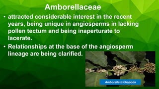 Basal living angiosperms one of the topics in Plant Systemativ | PPTX