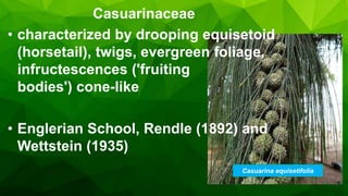 Basal living angiosperms one of the topics in Plant Systemativ | PPTX