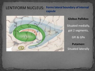 Basal nuclei & their connections | PPTX