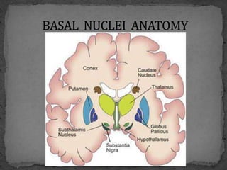 Basal nuclei & their connections | PPTX