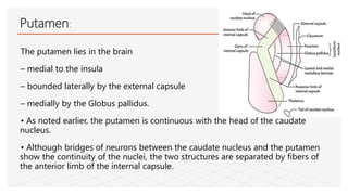 Basal nuclei | PPT