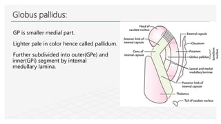 Basal nuclei | PPTX
