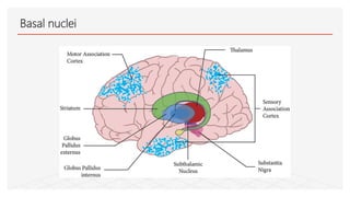 Basal nuclei | PPT
