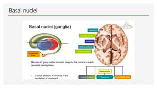 Basal nuclei | PPT