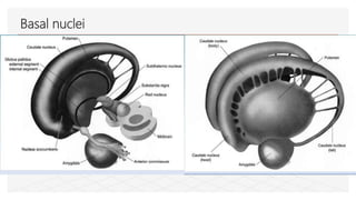 Basal nuclei | PPT