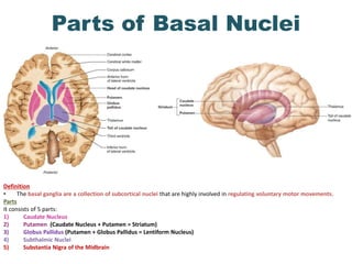 Functional Anatomy & physiology of the Basal nuclei | PPTX