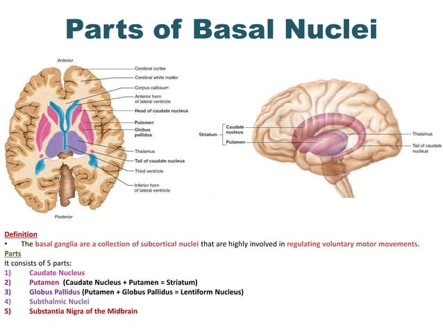 Functional Anatomy & physiology of the Basal nuclei | PPT