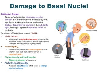Functional Anatomy & physiology of the Basal nuclei | PPTX