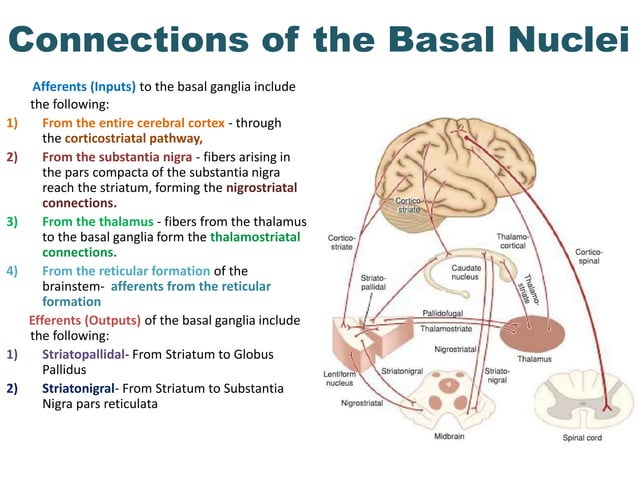 Functional Anatomy & physiology of the Basal nuclei