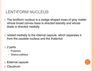 BASAL NUCLEI.pptx