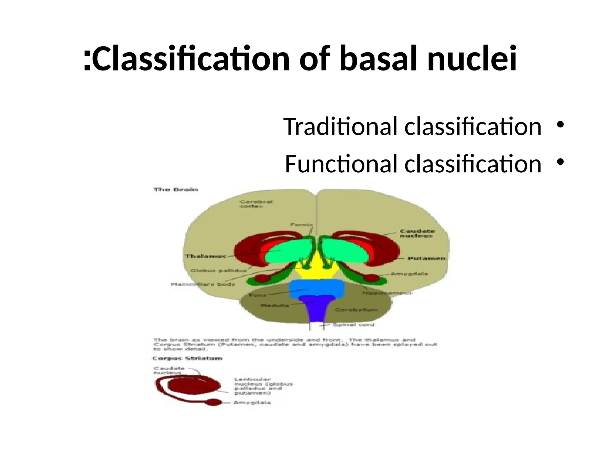 BASAL NUCLEI.pptxvbfgfdggfgghcgddgfrryyg | PPTX