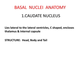 Basalnuclei | PPT