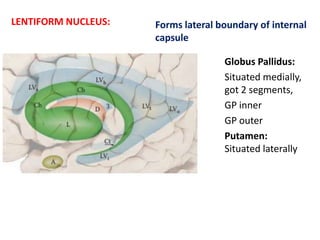 Basalnuclei | PPTX