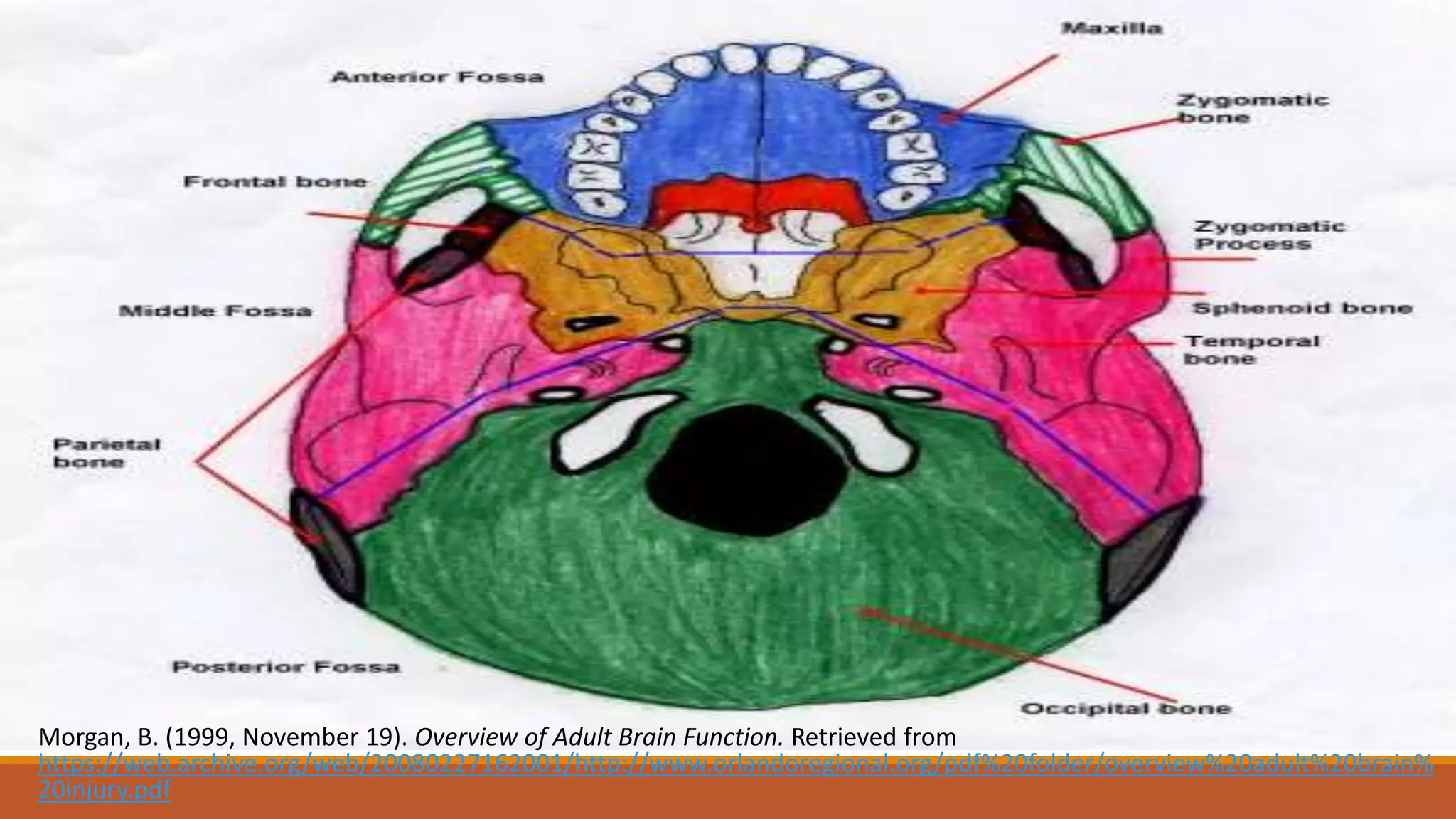 Basal skull fractures | PPTX