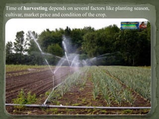 BASVA'S FARM CHAPTER-14 | PPTX