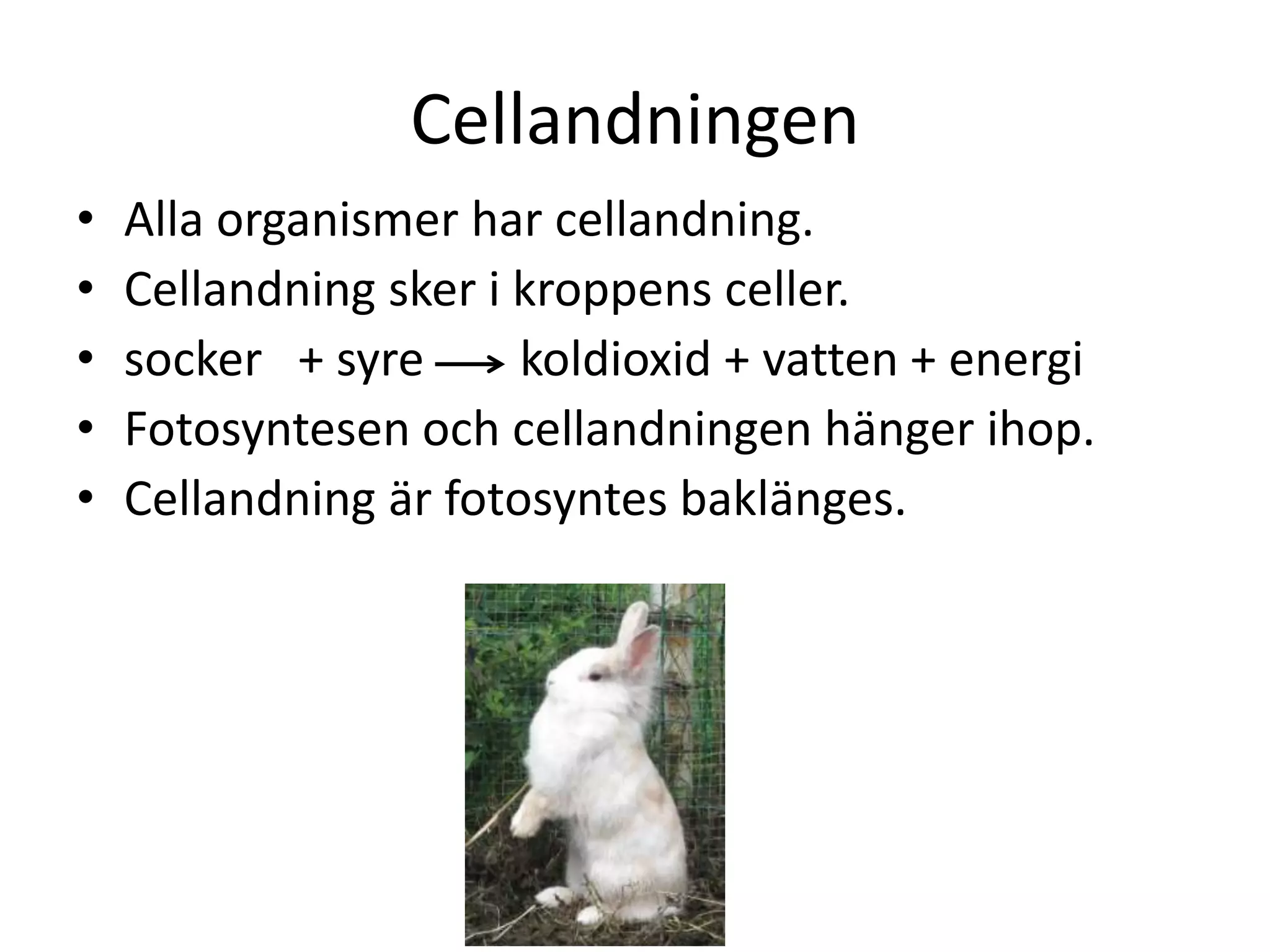 Lena Koinberg | Biologi NP repetition: Sammanfattning åk 7 | PPTX