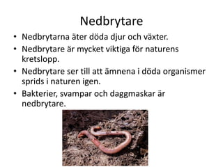 Lena Koinberg | Biologi NP repetition: Sammanfattning åk 7 | PPTX