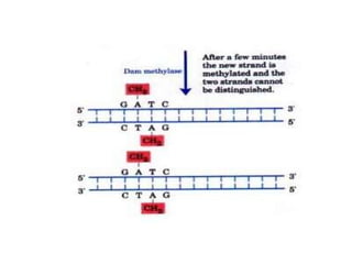 Base pair mismatch | PPTX