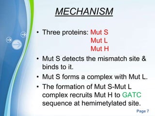 Base pair mismatch | PPT