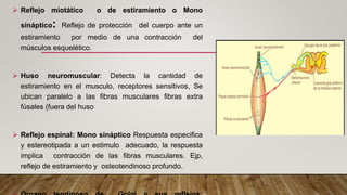BASE ANATÓMICA Y ELECTROFISIOLÓGICA PARA REALIZAR NEUROCONDUCCIÓN Y.pptx