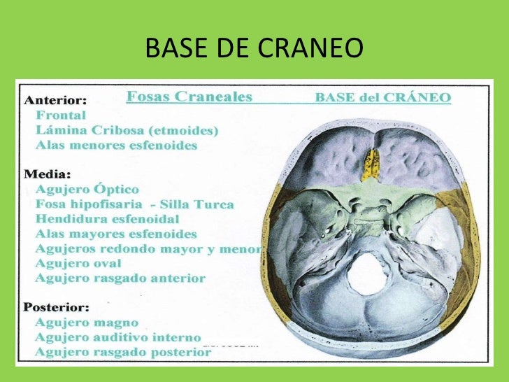 Base De Craneo Clase 3