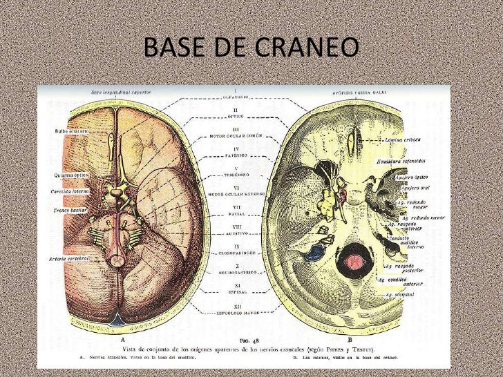 Base De Craneo Clase 3