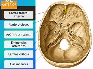 Embriología Del Foramen Ciego