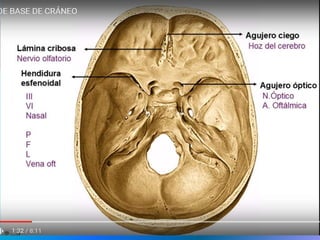 Embriología Del Foramen Ciego