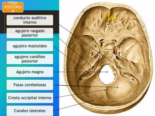 Base de cráneo superior e inferior | PPT