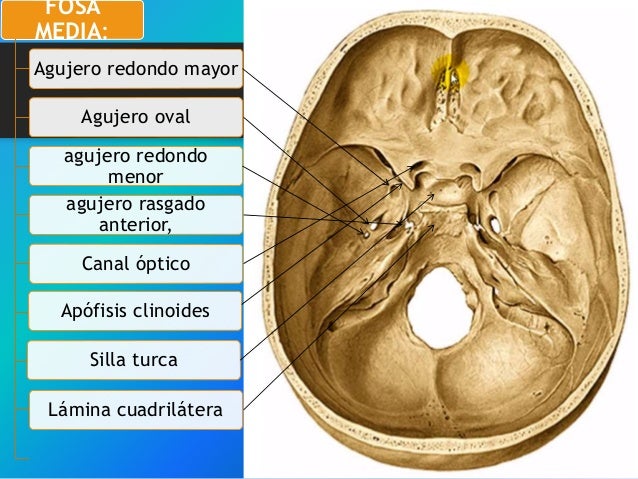 Base de cráneo superior e inferior